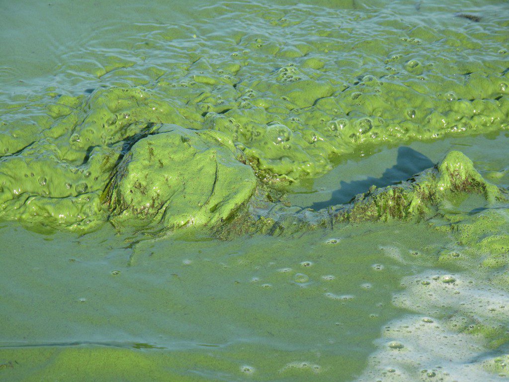 Thank you for pledging your support for Lake Erie. - Environmental Defence