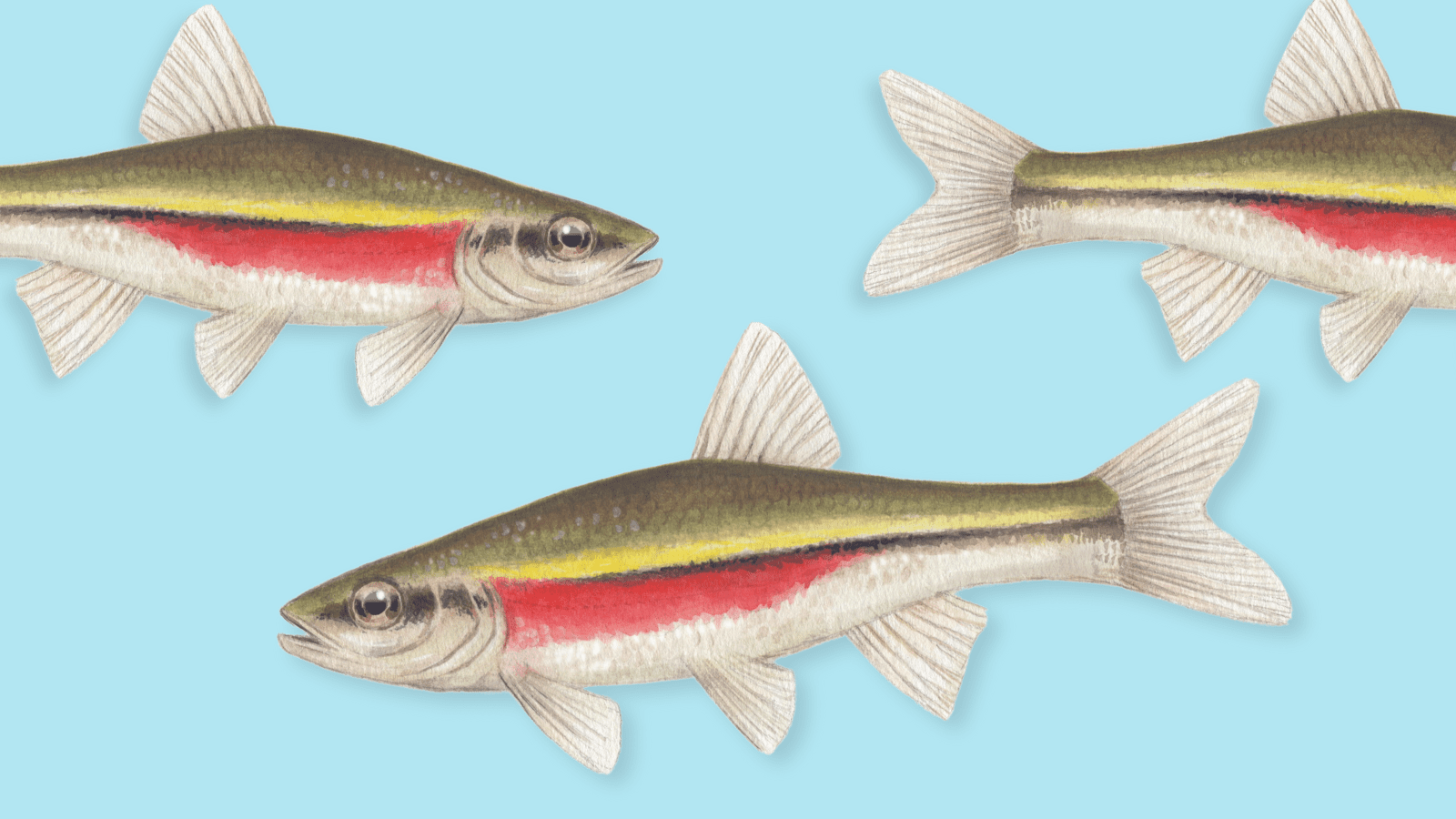 No Space for the Redside Dace - Environmental Defence