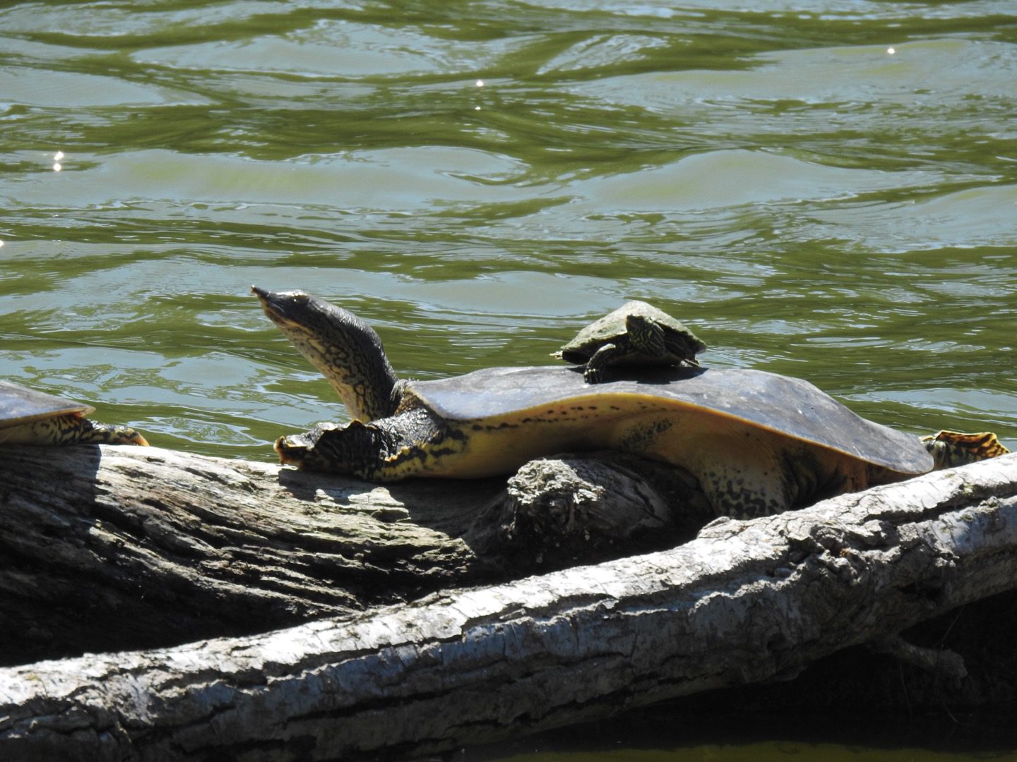 Proposed Landfill Threatens Freshwater Ecosystems and Species at Risk ...