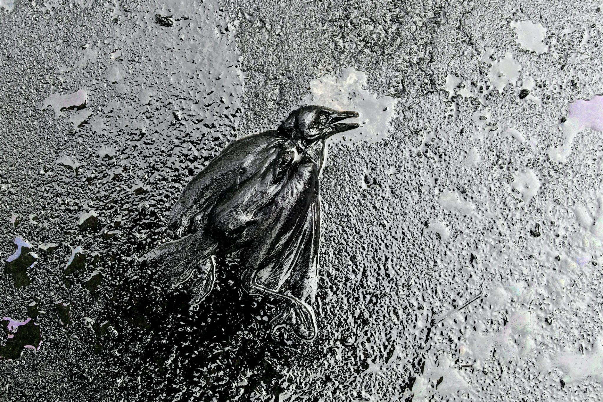 The Tar Sands are Turning North America’s Most Important Migratory Bird ...